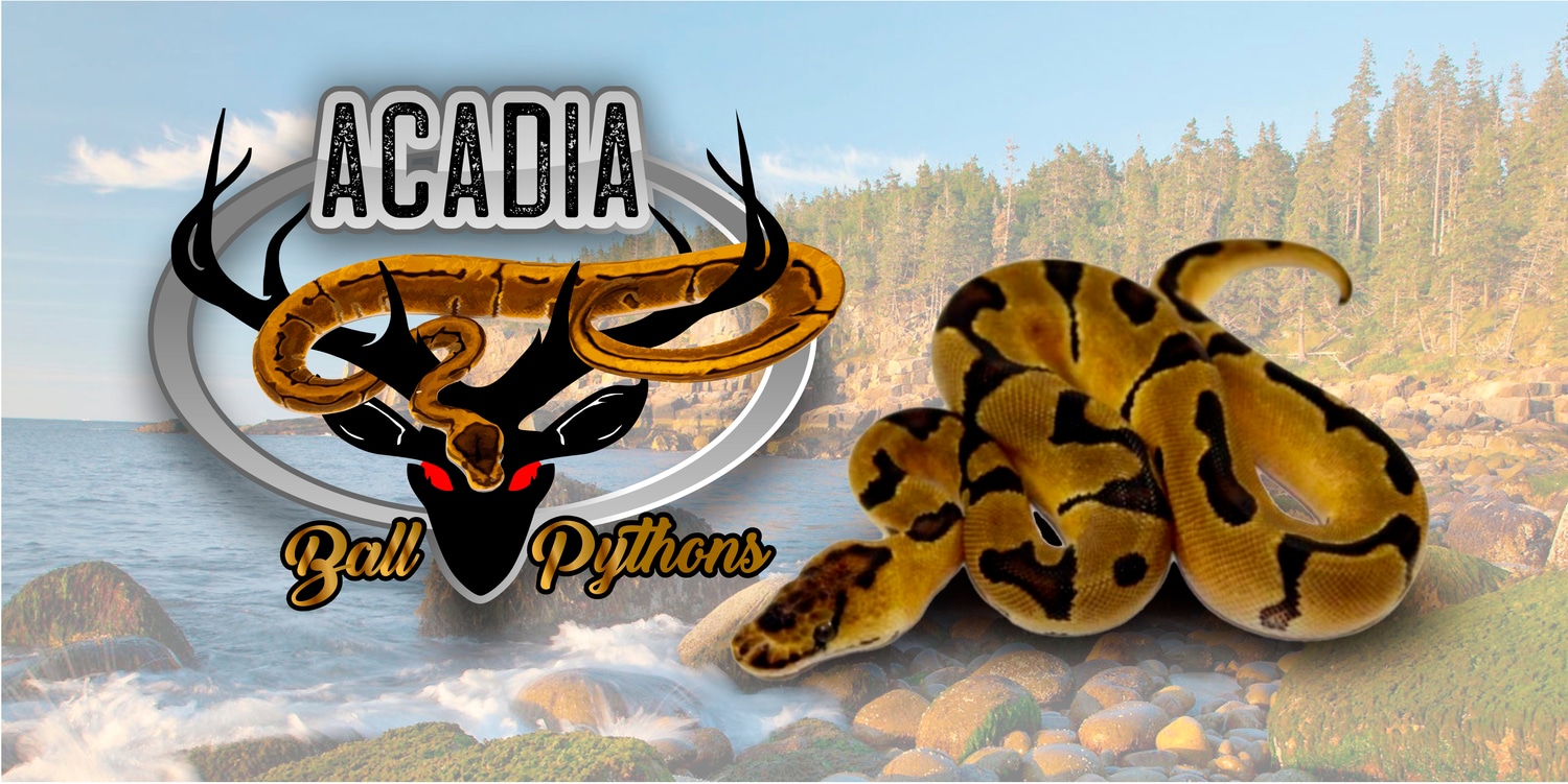 Ball Python Clutch: 2022-26 by Acadia Ball Pythons - MorphMarket