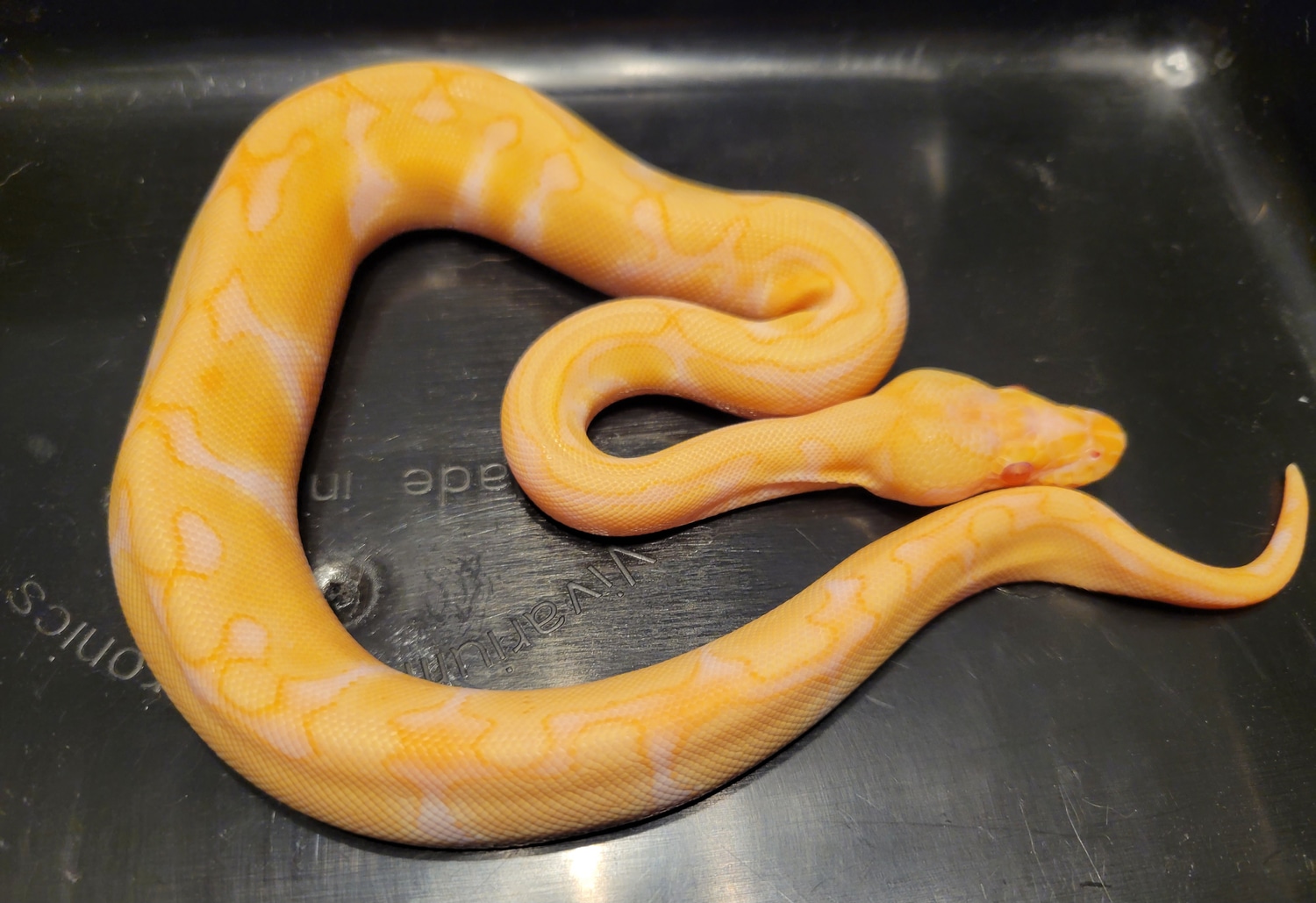 Enchi Albino 💯 Het Pied Ball Python by Acadia Ball Pythons - MorphMarket