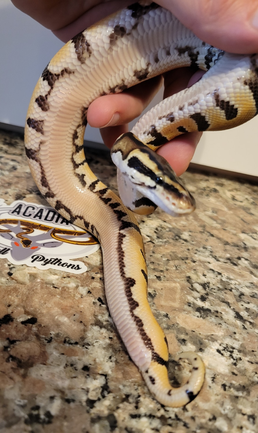 Pastel 💯 Desert Ghost 💯 Het Pied Ball Python by Acadia Ball Pythons ...