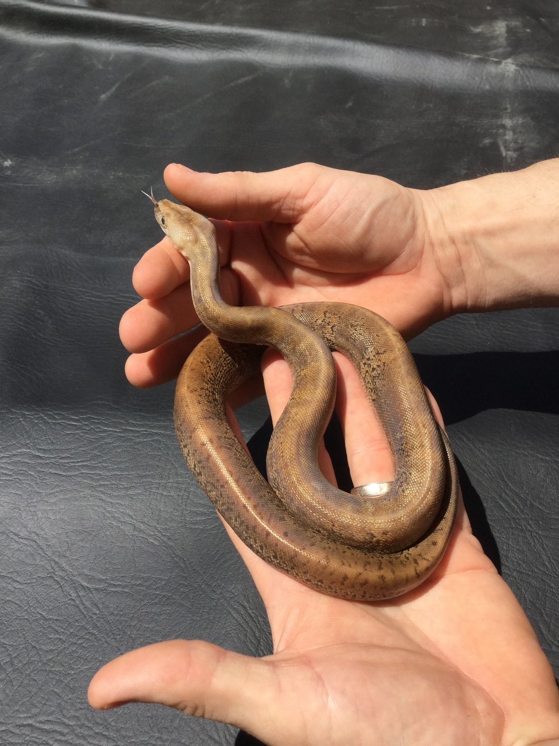 Green Granite Burmese Python by Acadian Enclosures and Exotics ...