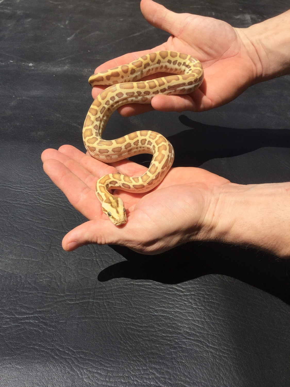 Hypo Burmese Python by Acadian Enclosures and Exotics - MorphMarket
