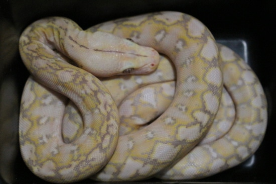 Snow Reticulated Python by Ascari