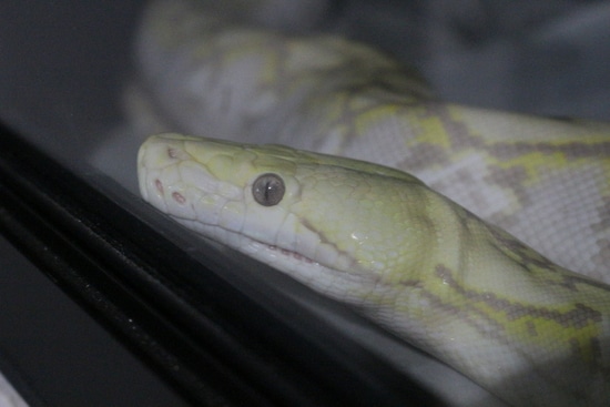Snow Female Reticulated Python by Ascari