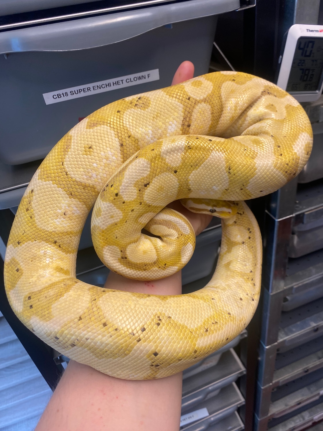 Banana Pastel Het Pied Ball Python by AC Constriction - MorphMarket