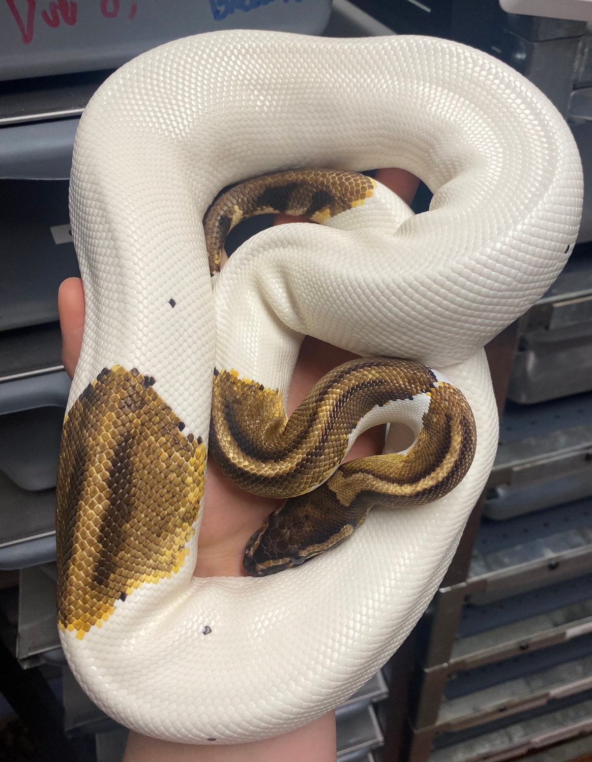 Yellowbelly Pied Ball Python by AC Constriction - MorphMarket