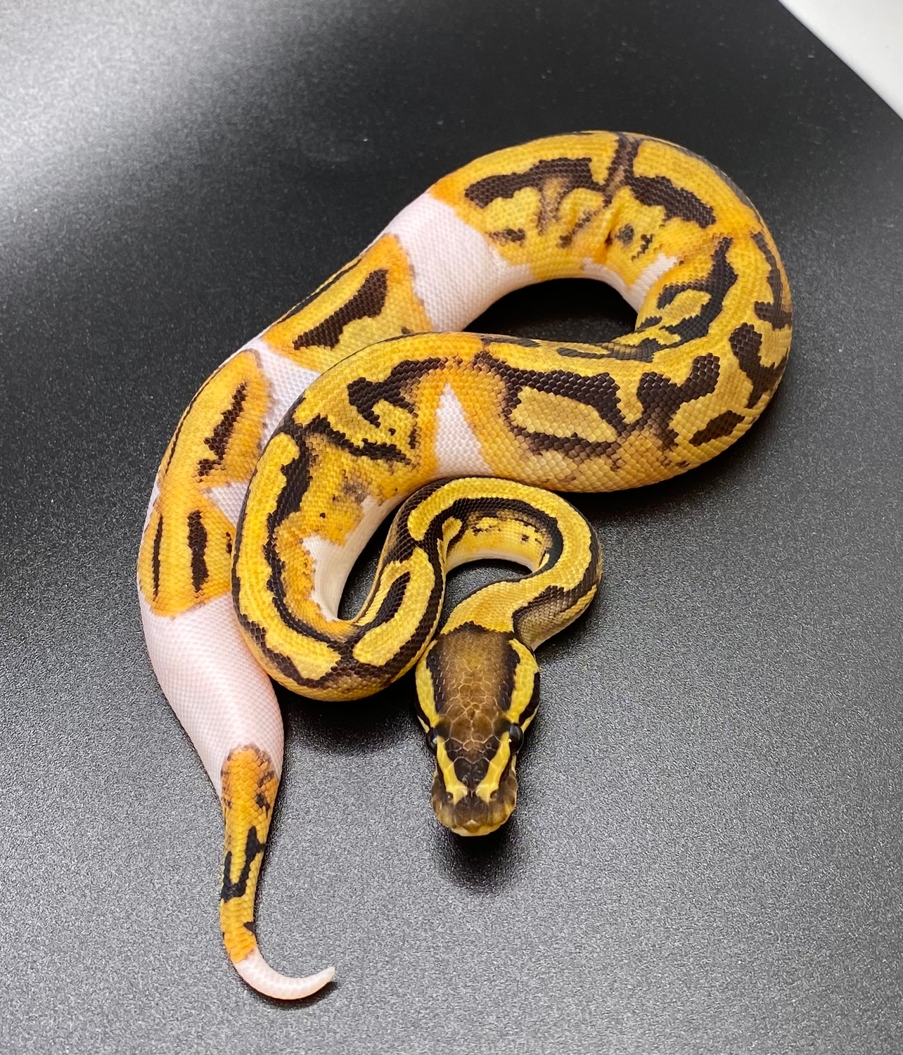 Pied Double Het Lavender Clown Ball Python by AC Constriction - MorphMarket