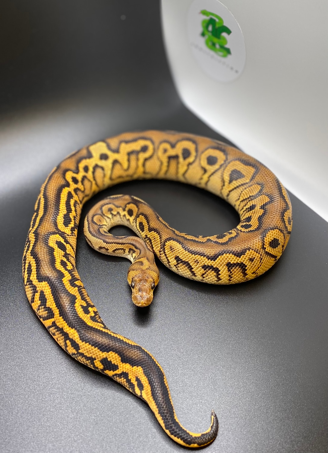 Black Pastel Yellowbelly Clown 50% Het Pied Ball Python by AC ...