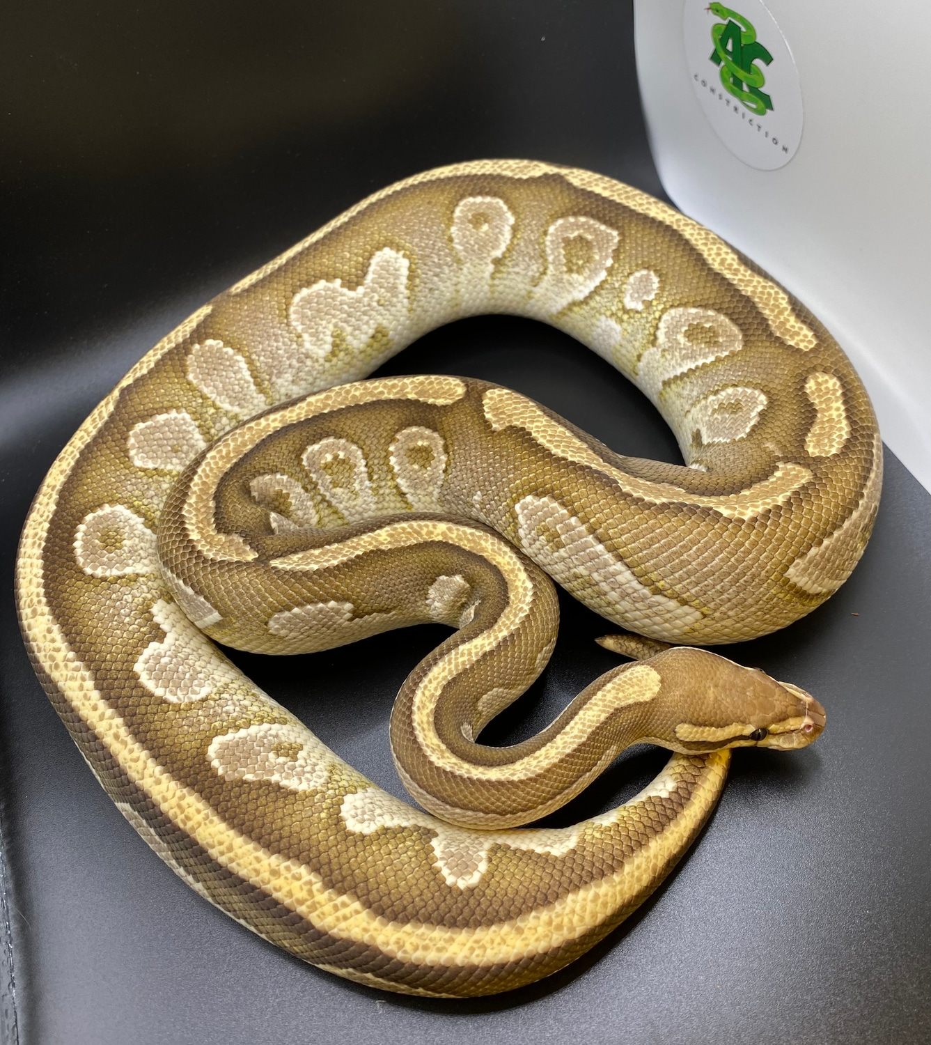 Mojave Fire Het Clown Ball Python by AC Constriction - MorphMarket
