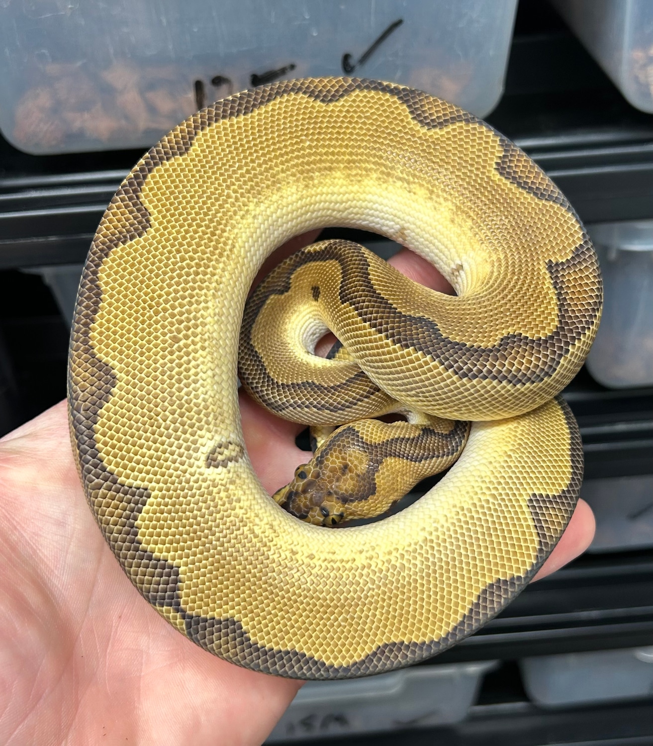 Enchi Clown Het Pied Ball Python by AC Constriction - MorphMarket