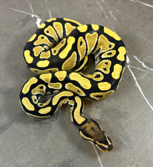 Desert Ghost Het Clown Ball Python by AC Constriction