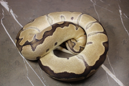 Clown Ball Python by AC Constriction