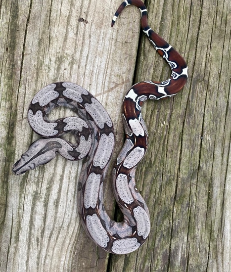 Suriname FutoW/C To Tudehope True Red-Tailed Boa Constrictor by Ace Boas