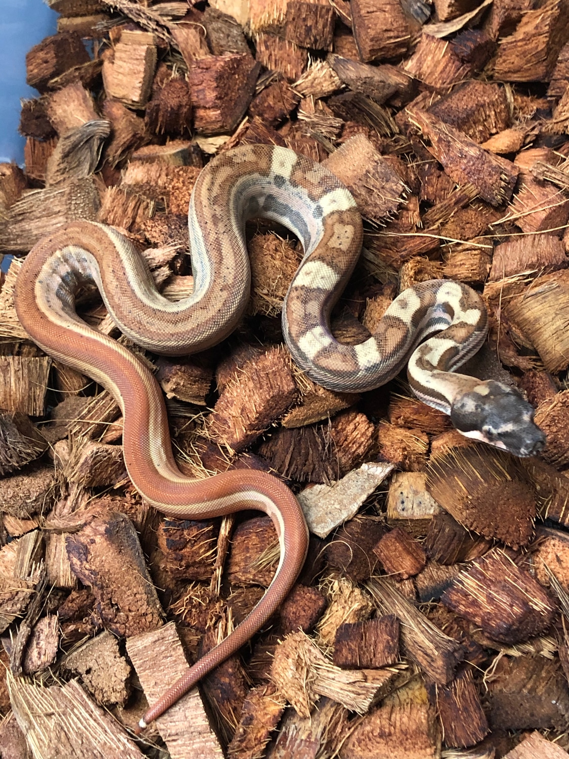 Motley Jungle Hypo Female Boa Constrictor by Midwest morphs - MorphMarket