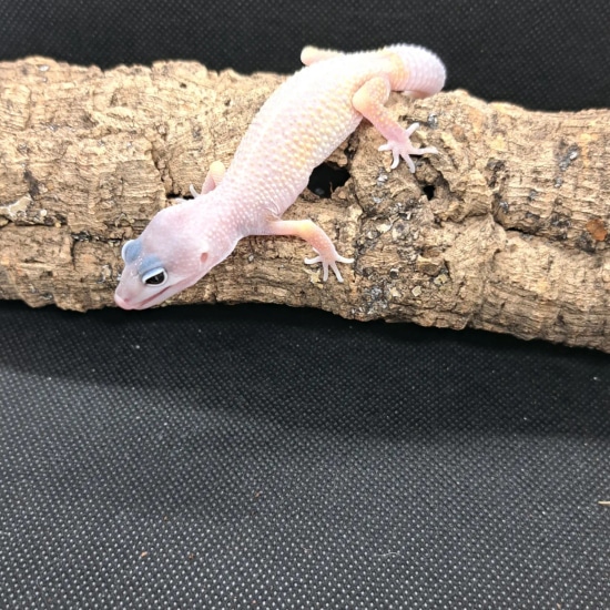 Tsm Murphys Patternless Leopard Gecko by Blackhill exotics