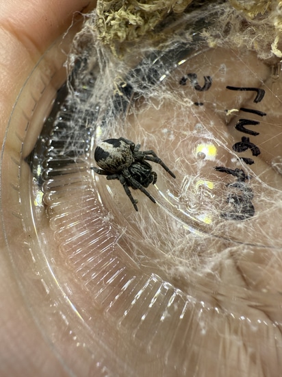 Stegodyphus Lineatus (Velvet Spider) Other Spider by Ace of Spoods LLC