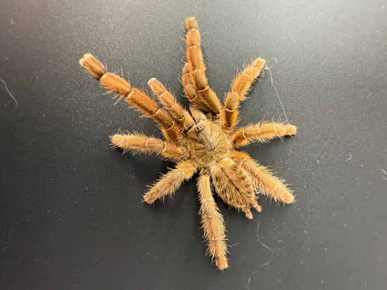 Aspinochilus Rufus '(Peach Earth Tiger)' Ex Phormingochilus #001 ...