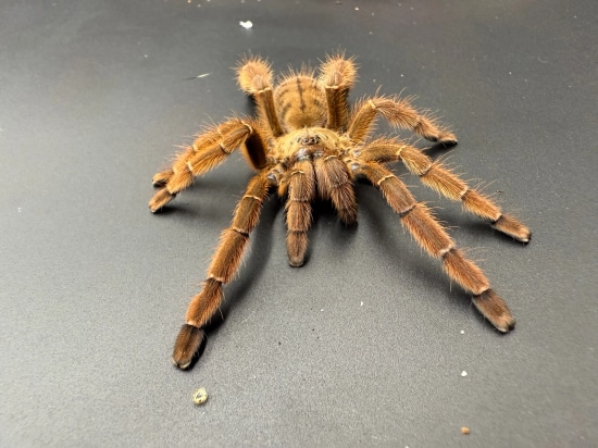 Aspinochilus Rufus '(Peach Earth Tiger)' Ex Phormingochilus #004 ...