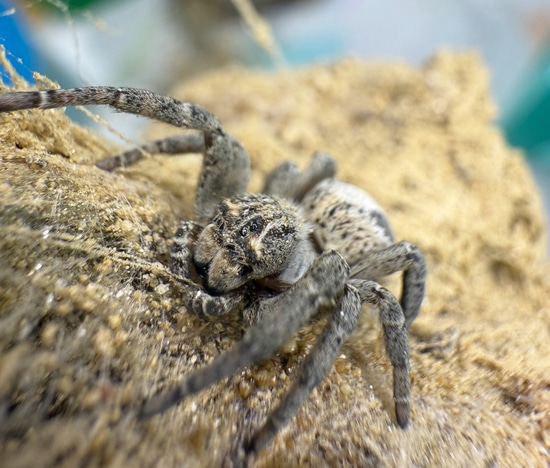 Stegodyphus Lineatus (Desert Velvet Spider) #004 Other Spider by Ace of ...
