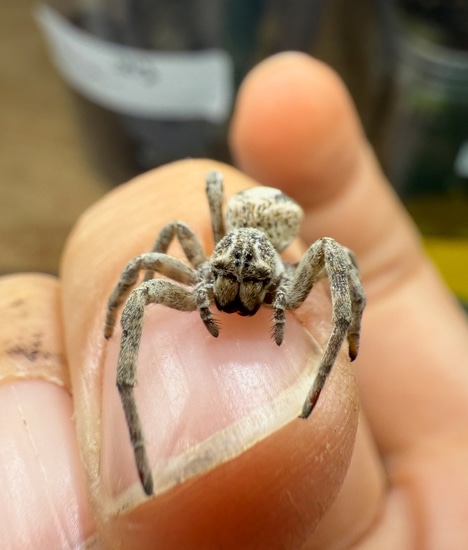 Stegodyphus Lineatus (Desert Velvet Spider) #005 Other Spider by Ace of ...