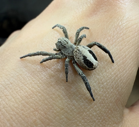 Stegodyphus Lineatus (Desert Velvet Spider) #006 Other Spider by Ace of ...