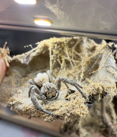 Stegodyphus Lineatus (Desert Velvet Spider) #009 Other Spider by Ace of ...