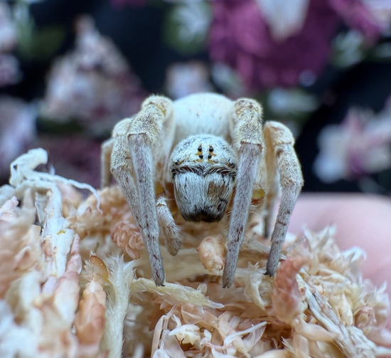 Stegodyphus Dufouri (Egyptian Pink Velvet Spider) #037 Other Spider by ...