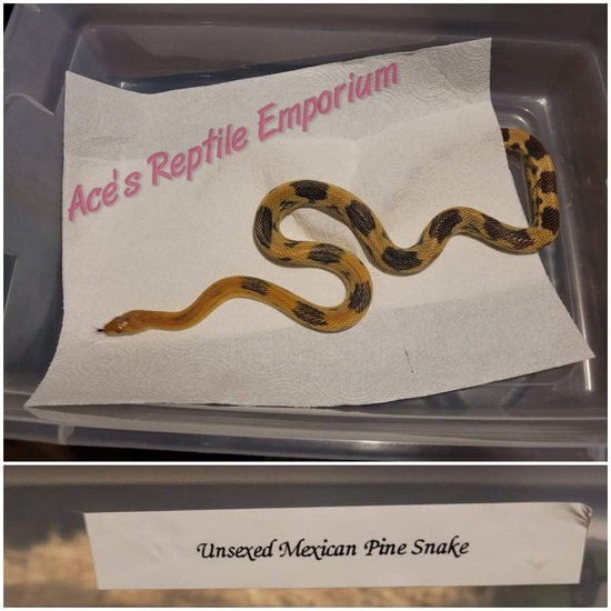 Mexican Pine Snake by Ace's Reptile Emporium
