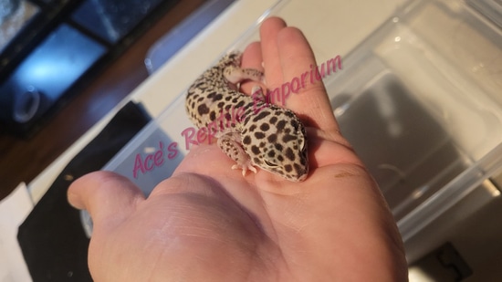 Mac Snow Enigma Leopard Gecko by Ace's Reptile Emporium