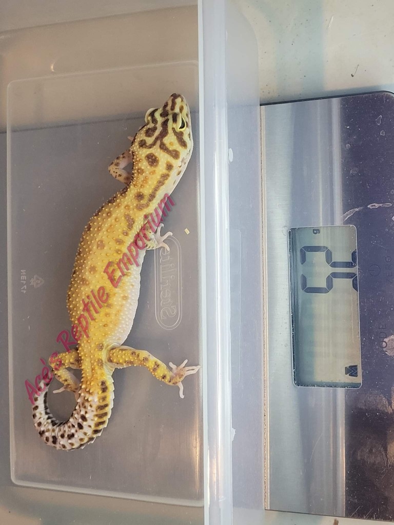 Raptor Leopard Gecko by Ace's Reptile Emporium - MorphMarket