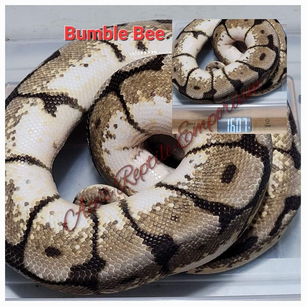 Bumble Bee Ball Python by Ace's Reptile Emporium - MorphMarket
