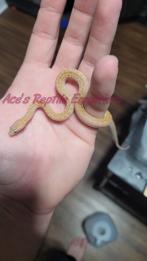 Albino African House Snake by Ace's Reptile Emporium - MorphMarket