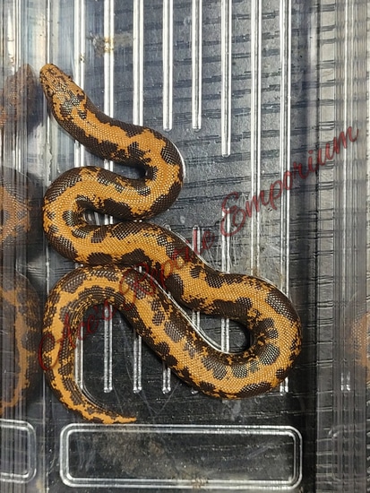 Striped Kenyan Sand Boa by Ace's Reptile Emporium