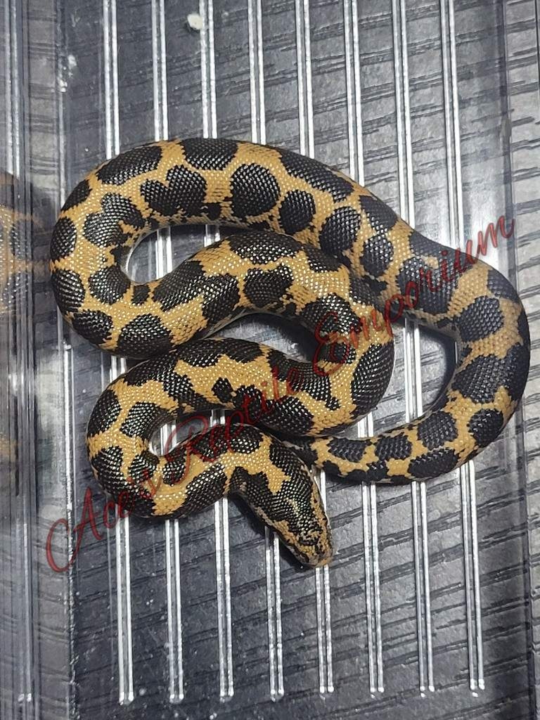 Normal Kenyan Sand Boa by Ace's Reptile Emporium - MorphMarket
