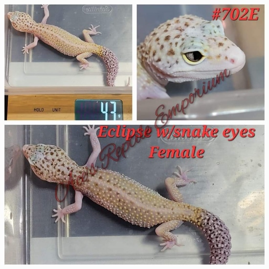 Eclipse With Snake Eyes Leopard Gecko by Ace's Reptile Emporium