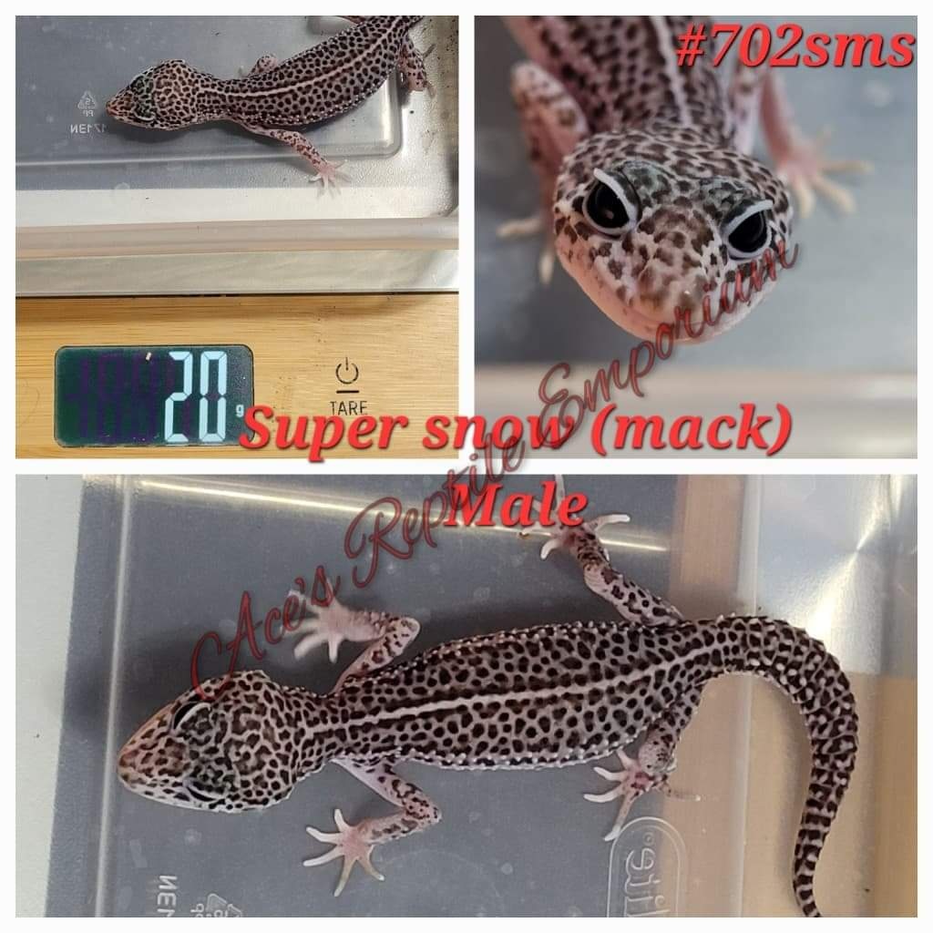 Super Snow Leopard Gecko by Ace's Reptile Emporium - MorphMarket