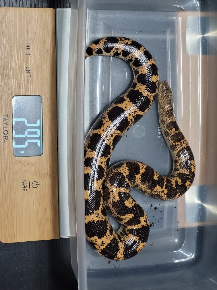 Adult Female Saharan Saharan Sand Boa by Ace's Reptile Emporium ...