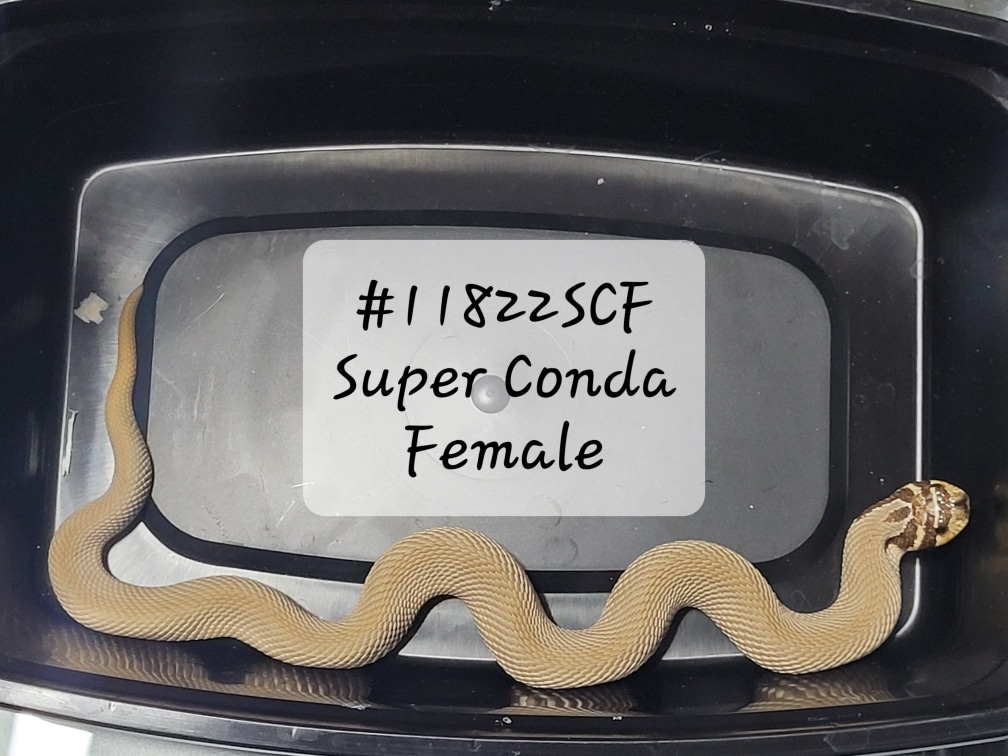 Super Conda Western Hognose by Ace's Reptile Emporium - MorphMarket