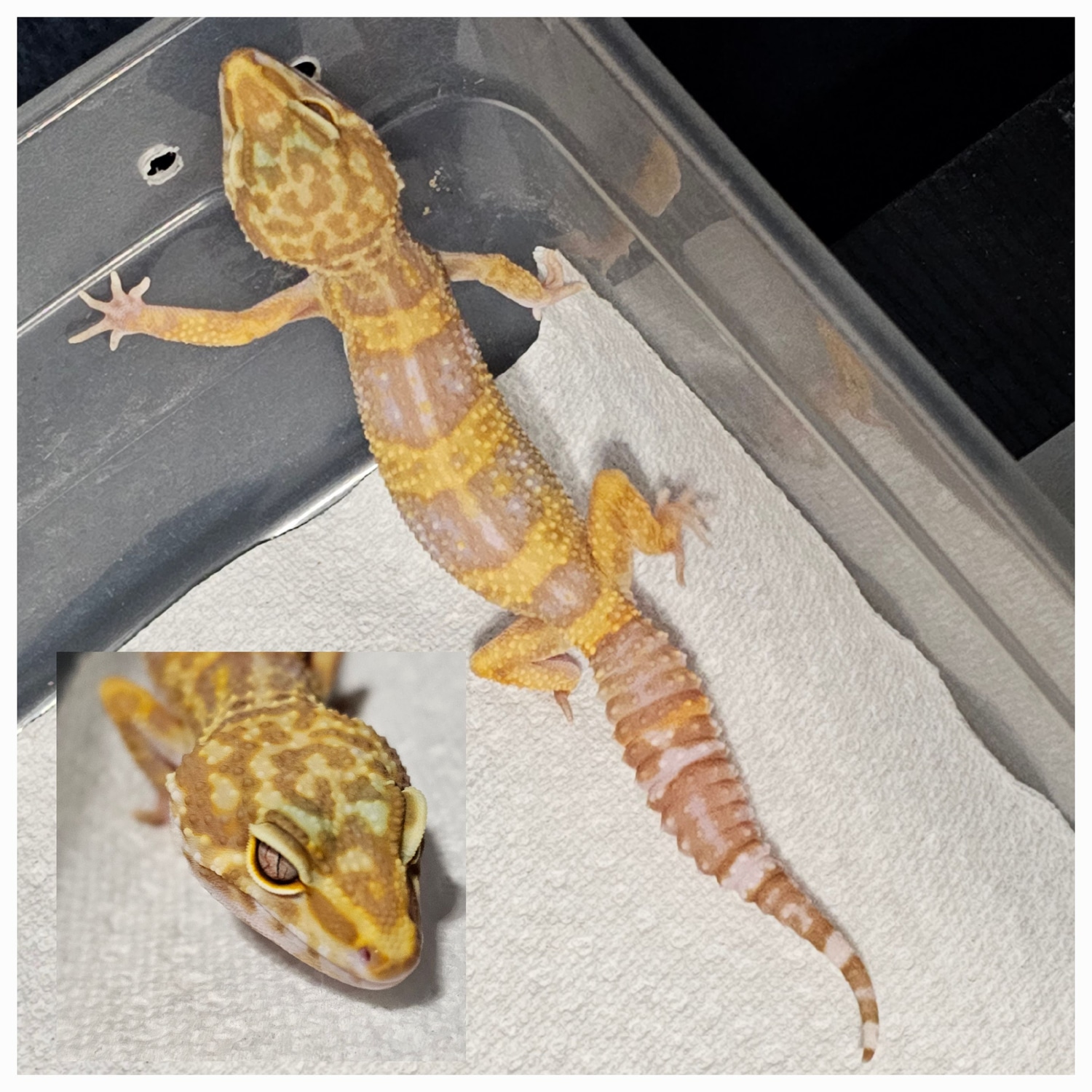 Tremper Leopard Gecko by Ace's Reptile Emporium - MorphMarket