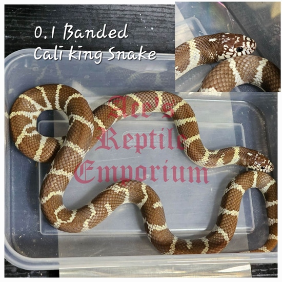 Banded Cali Female California Kingsnake by Ace's Reptile Emporium
