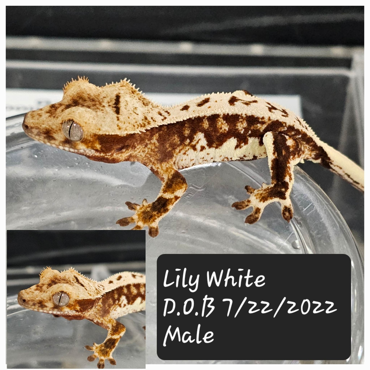 Lilly White Crested Gecko by Ace's Reptile Emporium - MorphMarket