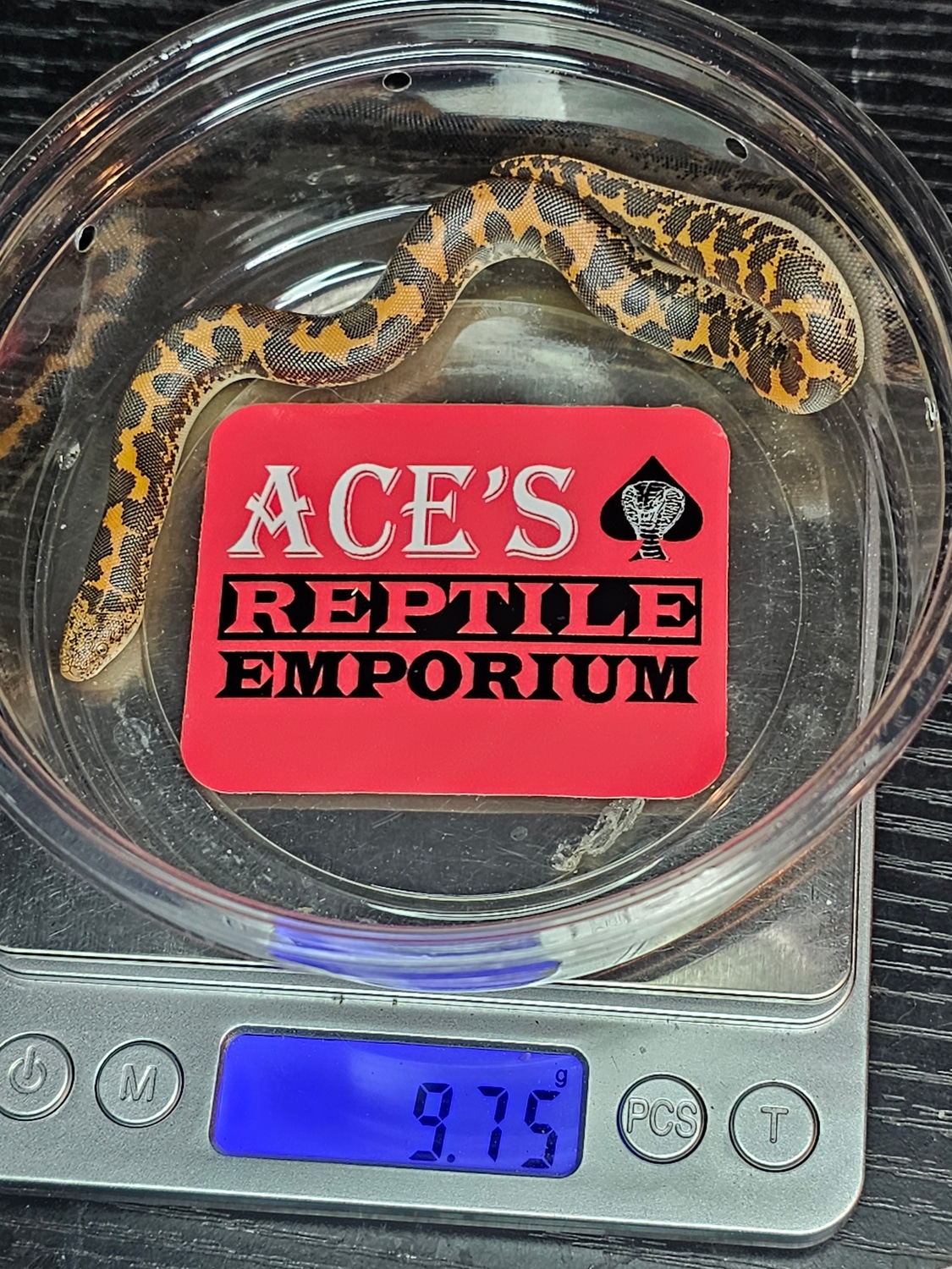 Normal Kenyan Sand Boa by Ace's Reptile Emporium - MorphMarket