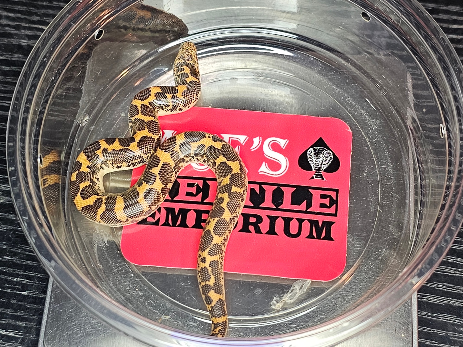 Normal Kenyan Sand Boa by Ace's Reptile Emporium - MorphMarket