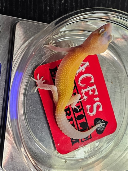 Raptor Leopard Gecko by Ace's Reptile Emporium