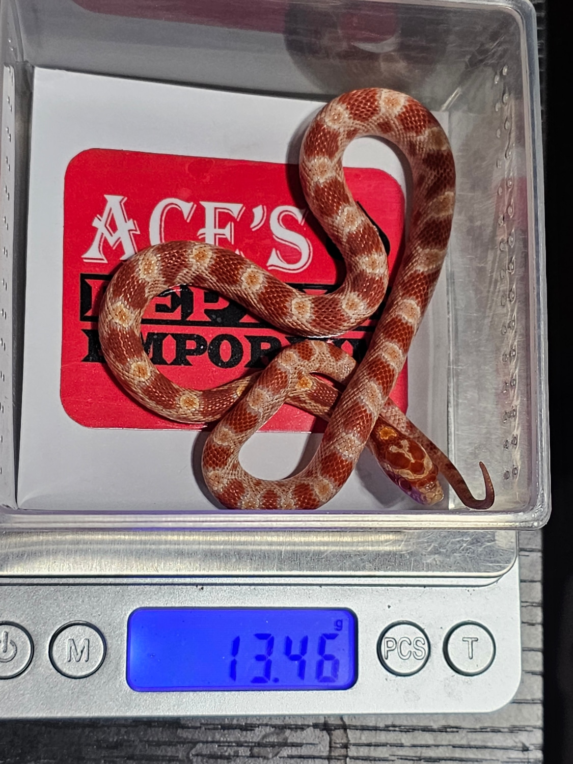 Amel Corn Snake by Ace's Reptile Emporium - MorphMarket