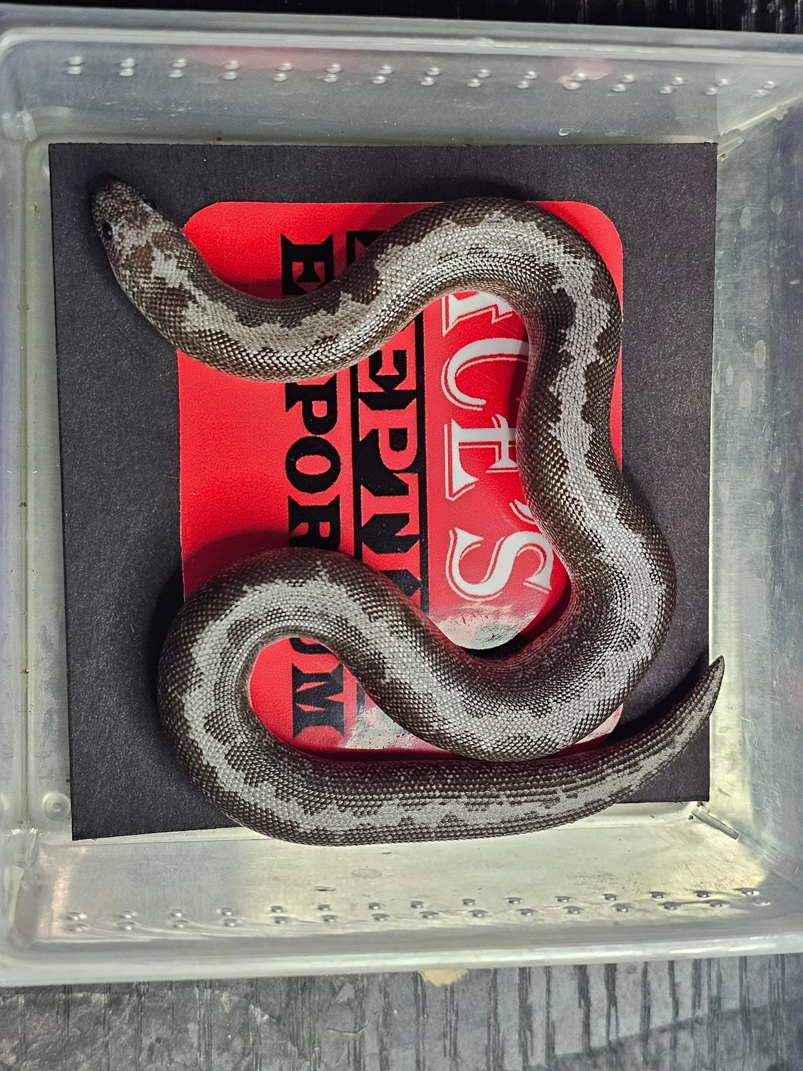 Stripe Anery Kenyan Sand Boa by Ace's Reptile Emporium - MorphMarket