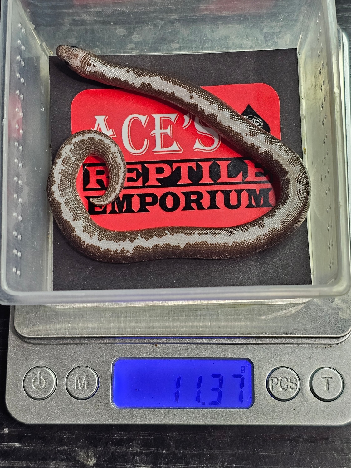 Stripe Anery Kenyan Sand Boa by Ace's Reptile Emporium - MorphMarket
