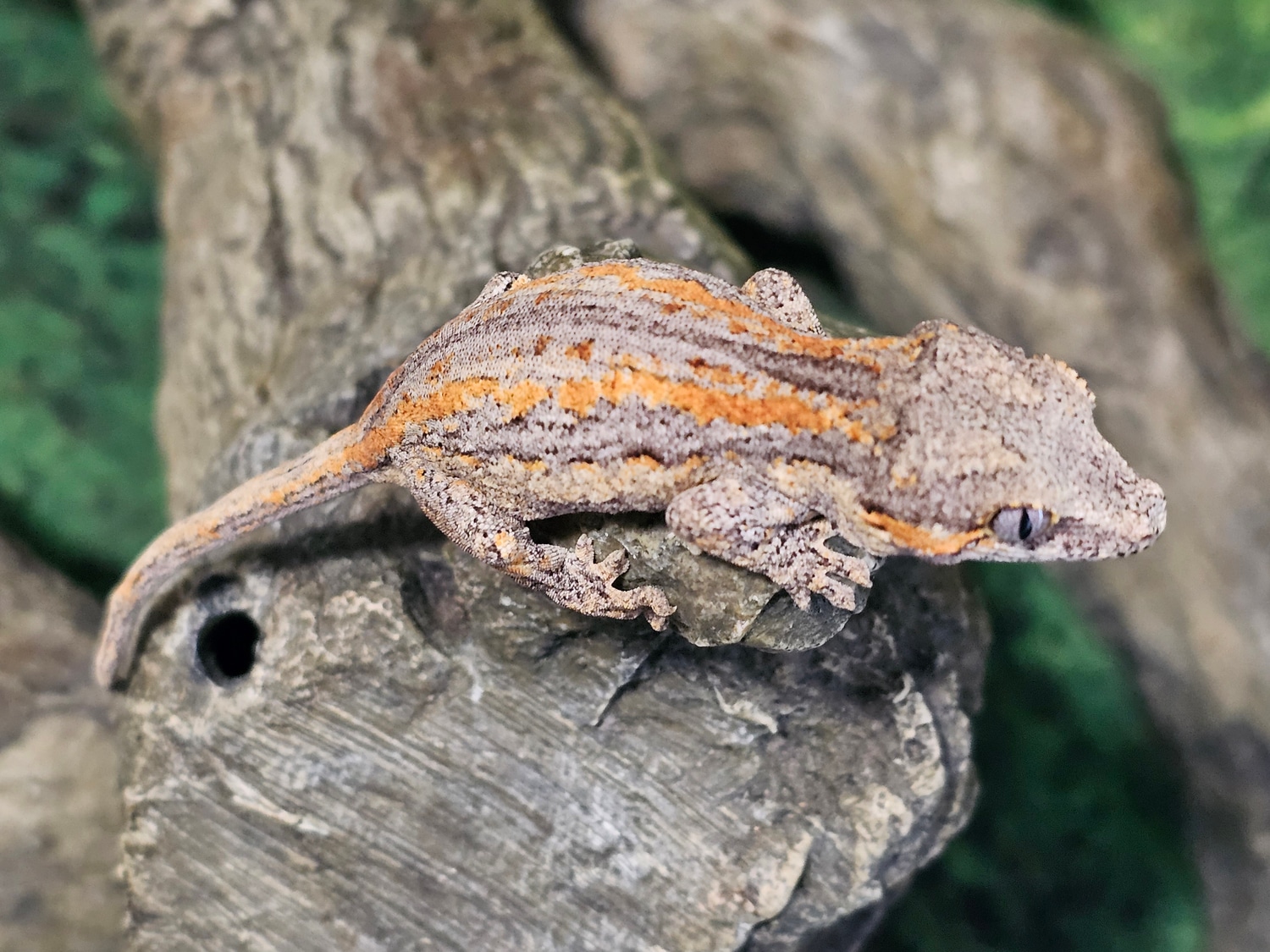 Orange Stripe Gargoyle Gecko by Ace's Reptile Emporium - MorphMarket