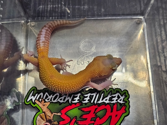 Raptor Snake Eye Leopard Gecko by Ace's Reptile Emporium