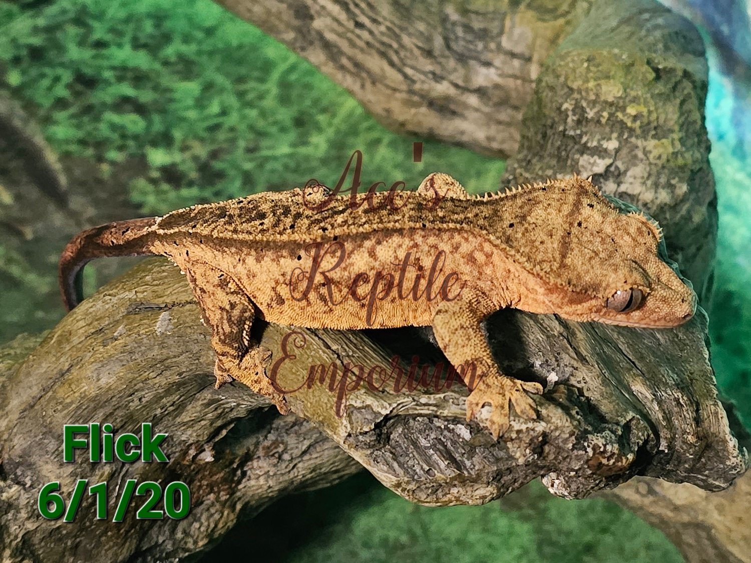 Yellow Phantom Pinstripe Dalmatian Crested Gecko by Ace's Reptile ...