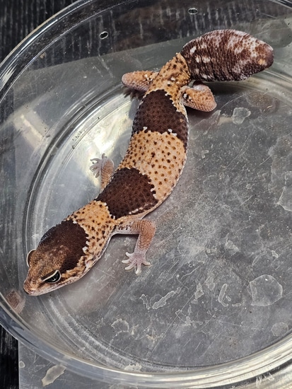 Normal African Fat-Tailed Gecko by Ace's Reptile Emporium